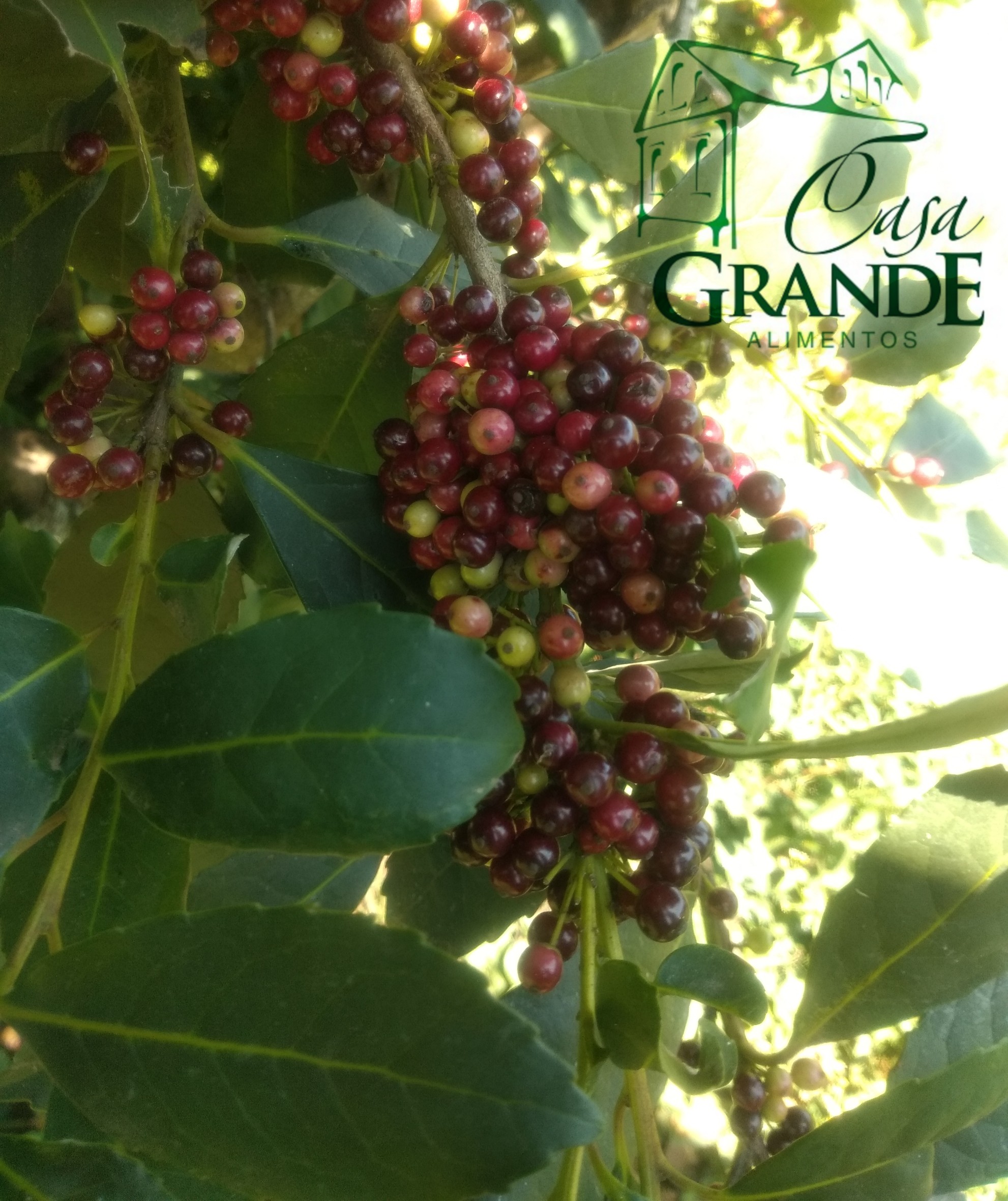 Silvicultura da Erva-Mate (Ilex paraguariensis ST.HILAIRE)